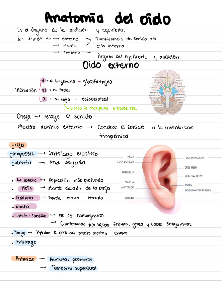 Anatomía del Oído: Estructura y Función | PDF | Oído | Escuchando