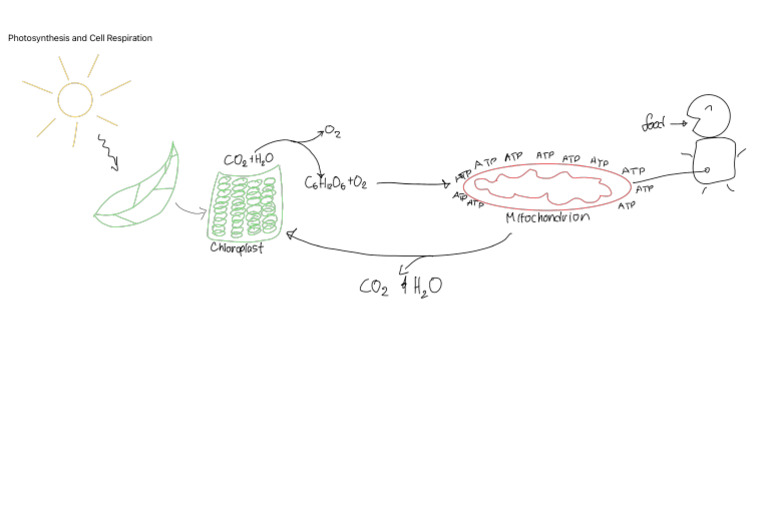 Photosynthesis and Cell Respiration | PDF