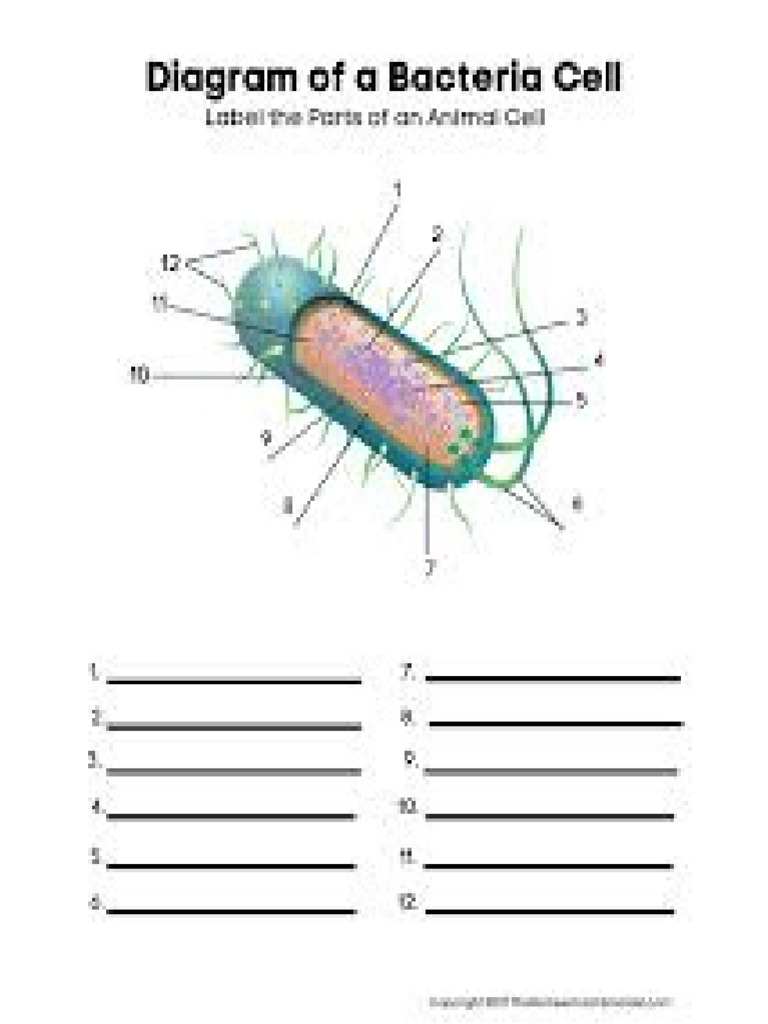 Bio Worksheet Parts of A Bacteria Cell | PDF