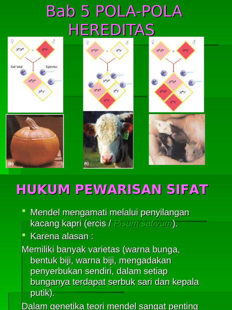 pola-pola-hereditas Mendel | PDF