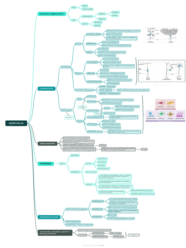 Nervous System Structure and Function | PDF | Axon | Synapse