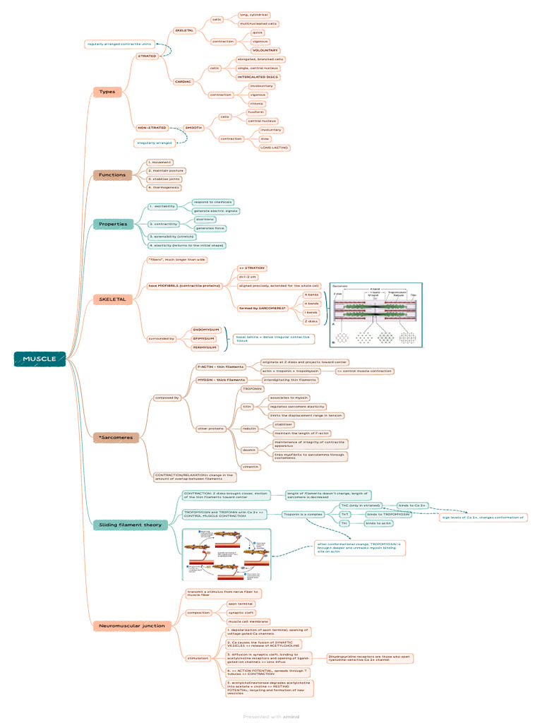 Skeletal Muscle Histology Map | PDF | Muscle Contraction | Anatomy