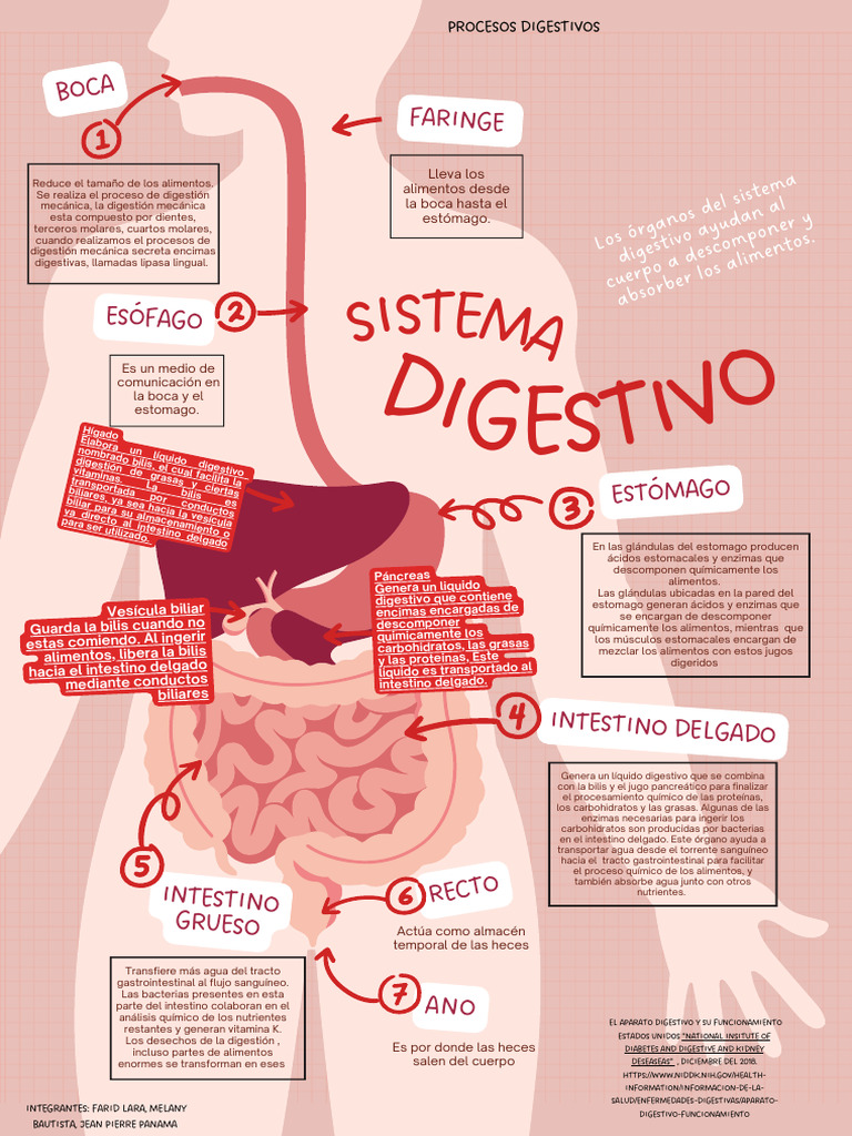 Procesos Digestivos | PDF | Digestión | Sistema digestivo humano