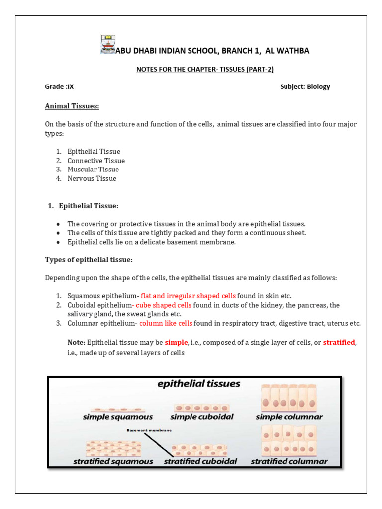 Grade 9 - Notes On Animal Tissues | PDF | Epithelium | Muscle