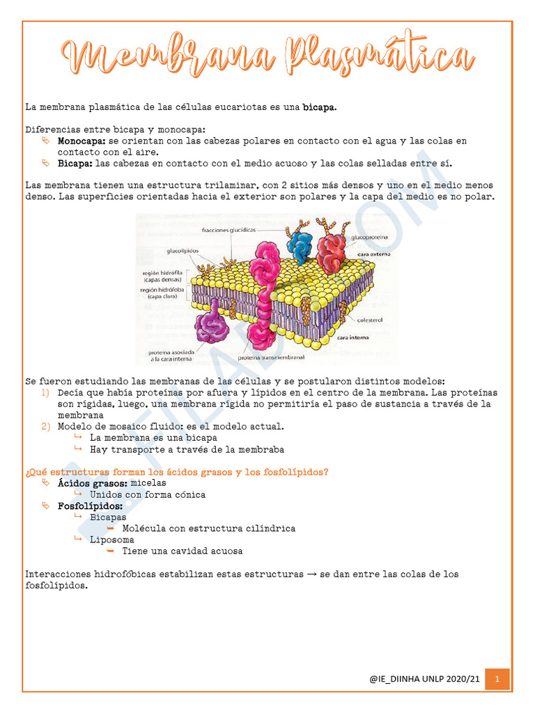 Estructura y Función de la Membrana Plasmática | PDF | Membrana ...