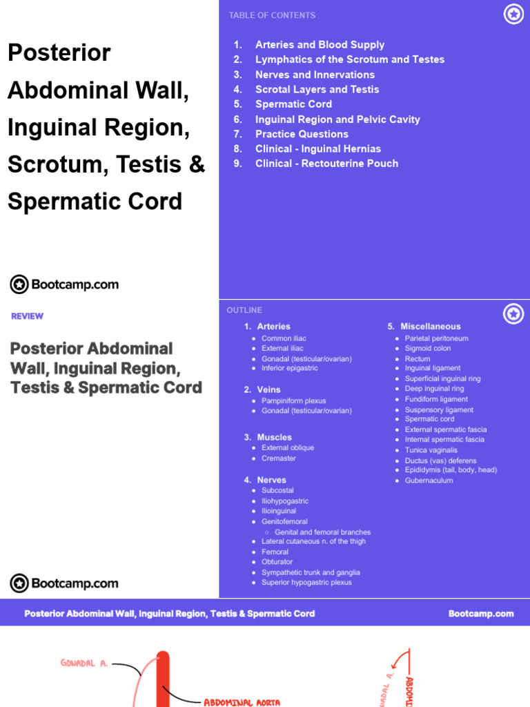 Posterior Abdominal Wall, Inguinal Region, Scrotum, Testis & Spermatic ...