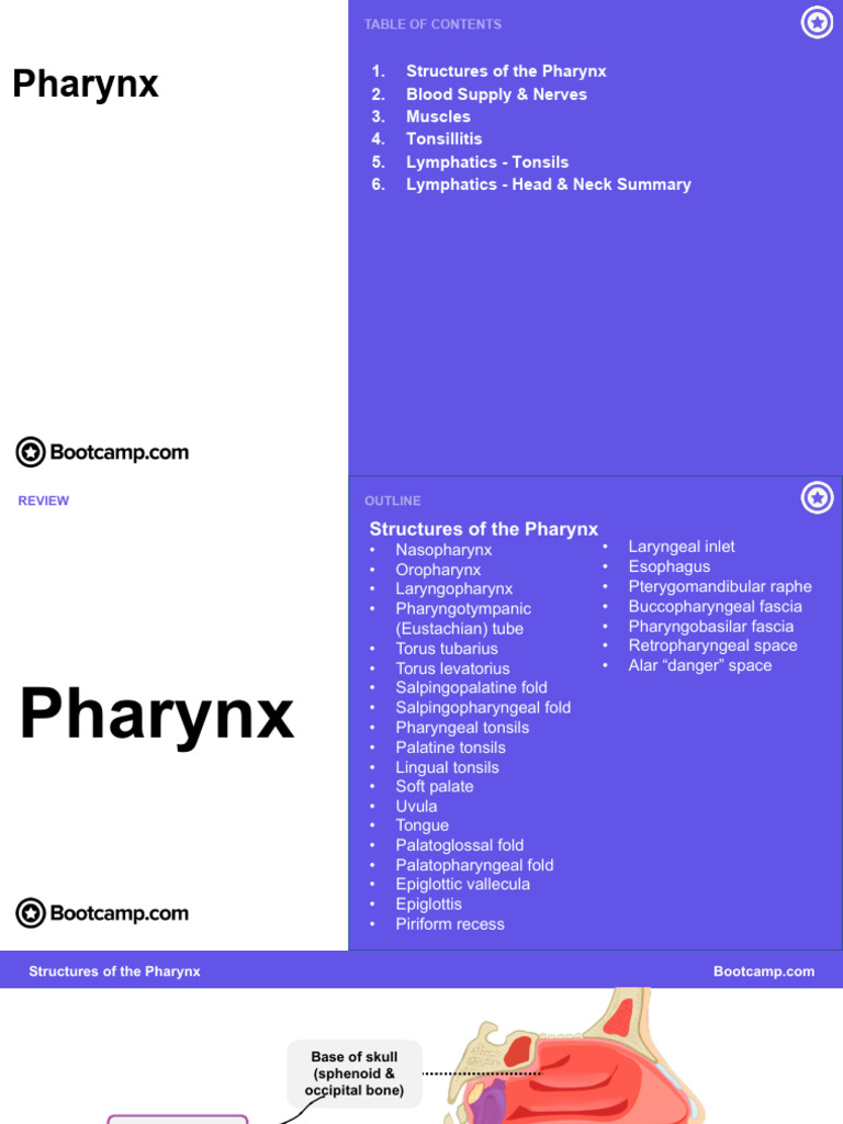 Anatomy and Functions of the Pharynx | PDF | Human Head And Neck ...