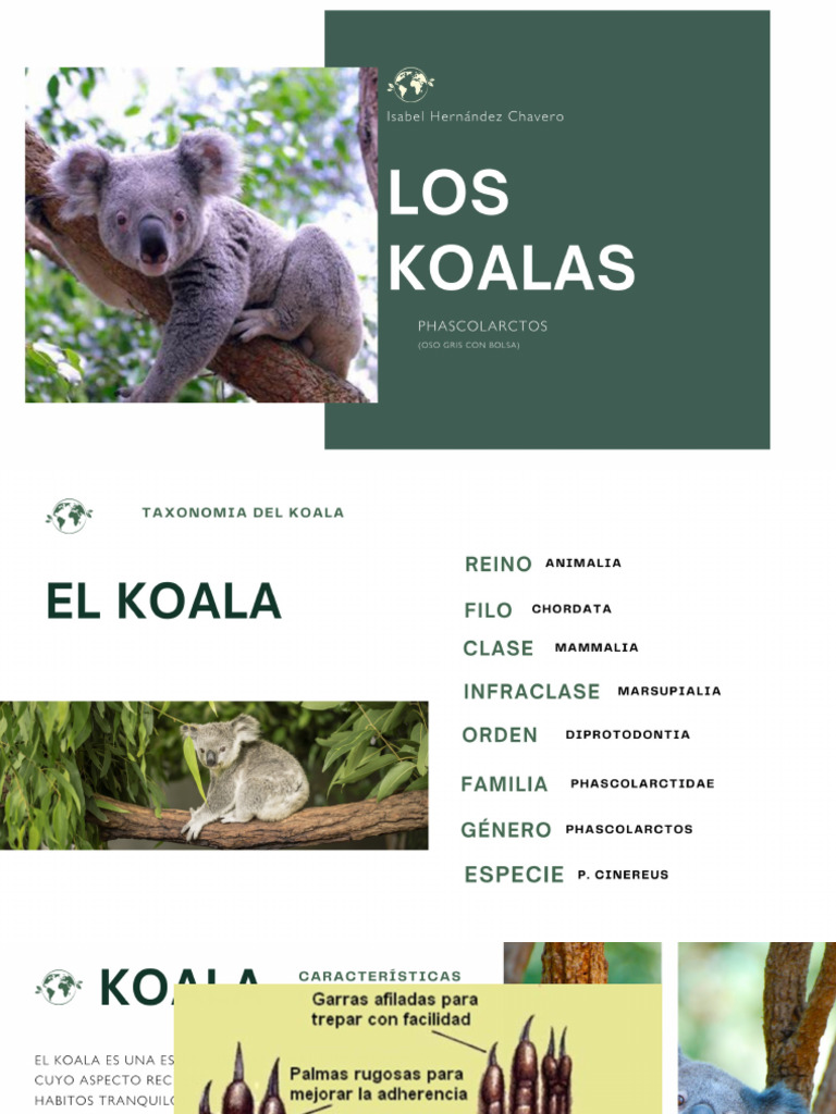 Presentacion Koalas | PDF