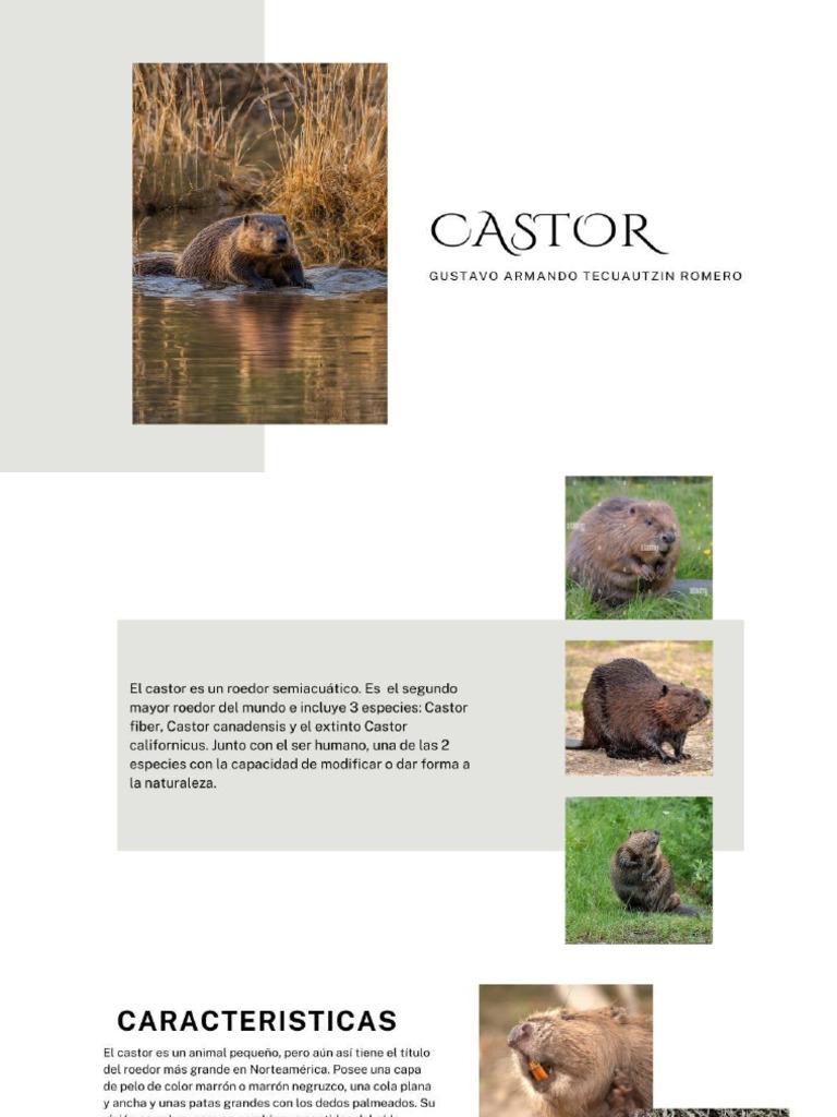 Presentación Castor | PDF