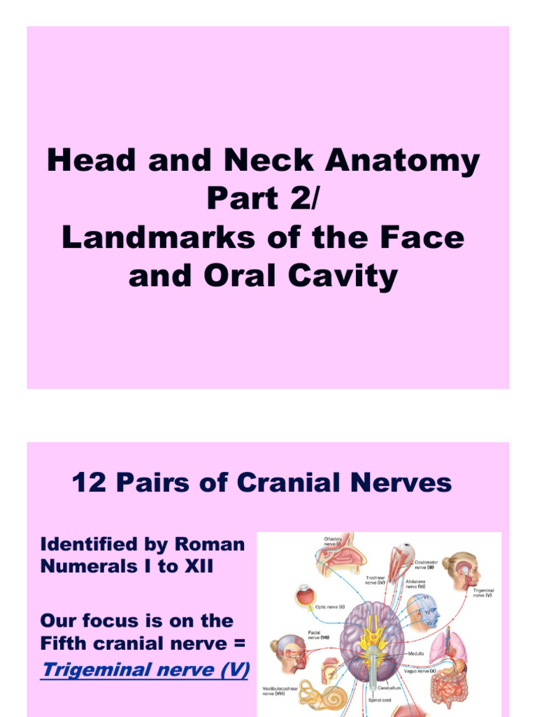 Head Neck Anat - Part II 1024 (Read-Only) (Compatibility Mode) | PDF ...