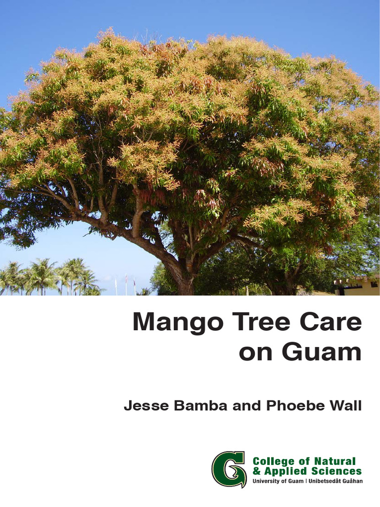 Mango Tree Care Guide for Guam | PDF | Grafting | Mango