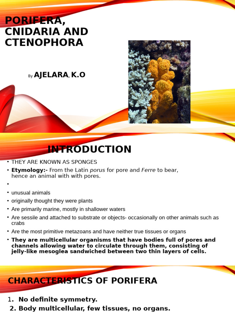 Phylum Porifera Cnidaria Ctenphora 2 | PDF | Sponge | Biology