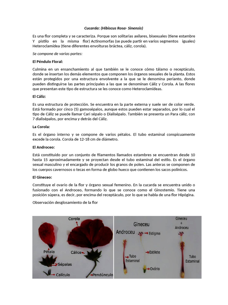 Partes de la flor cucarda (Hibiscus) | PDF