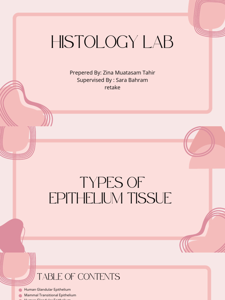 Types of Human Epithelial Tissue | PDF | Epithelium | Spinal Cord