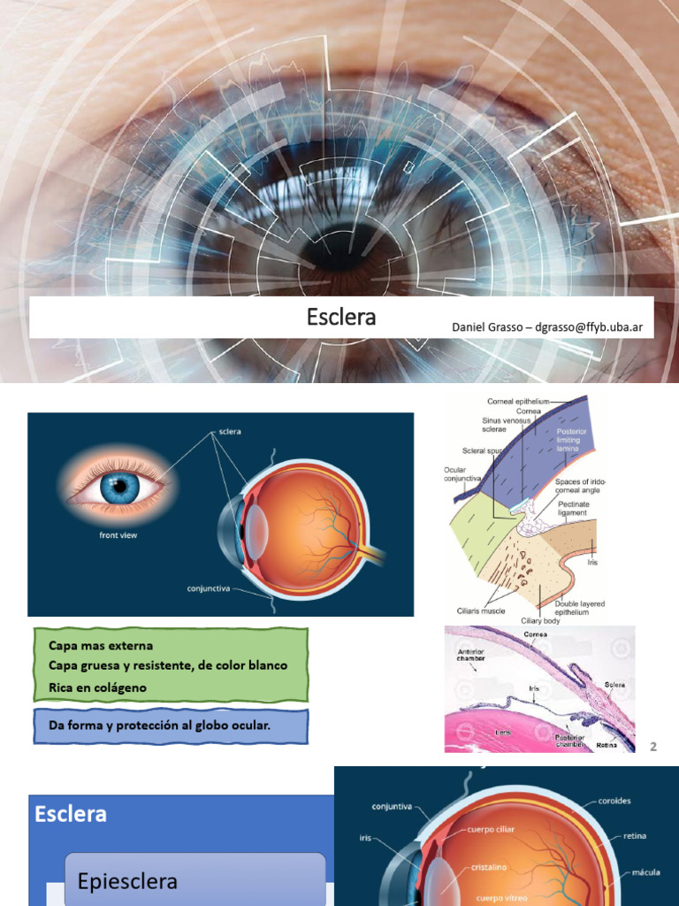 Esclera Iris | PDF | Ojo humano | Inflamación