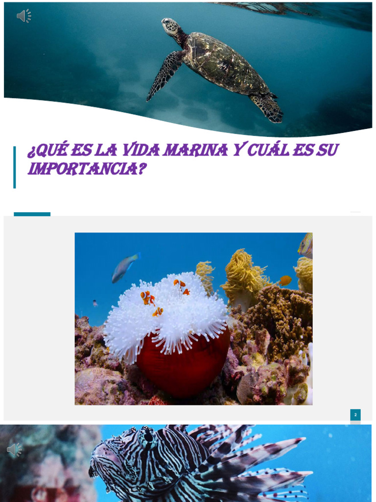 La Vida Marina Terminada PDFF | PDF | Arrecife de coral | Mamíferos marinos