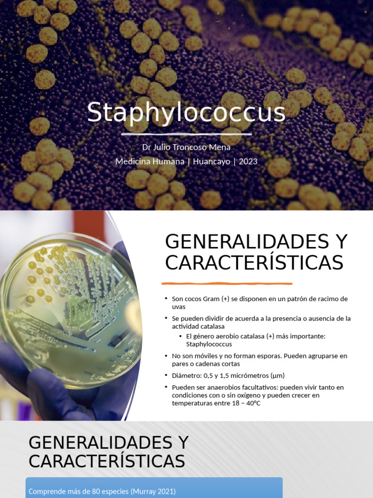 Semana 3 - Estafilococos | PDF | Staphylococcus Aureus | Microbiología