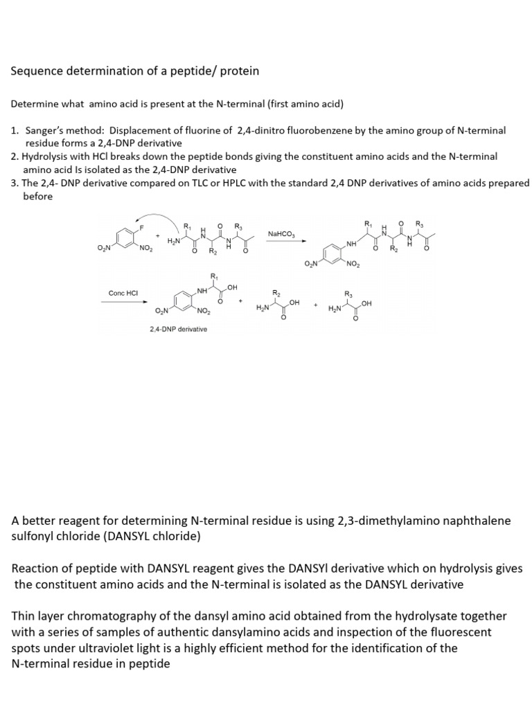 Sequence Determination | PDF | Acid | Amino Acid