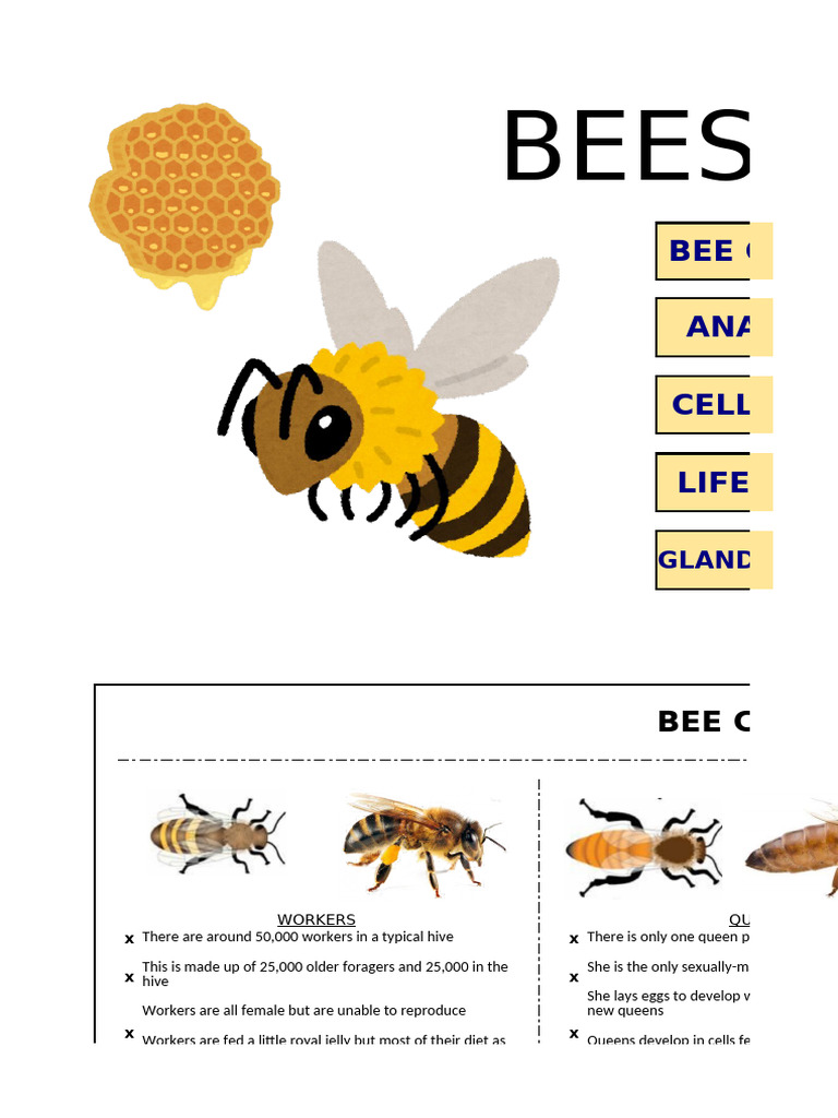 Beekeeping Guide (Draft) | PDF | Honey Bee | Western Honey Bee