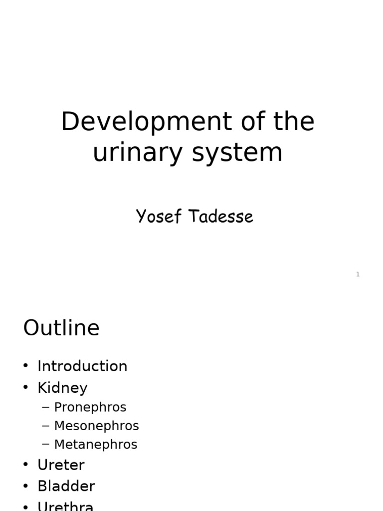 Urinary System Development Overview | PDF | Kidney | Genitourinary System