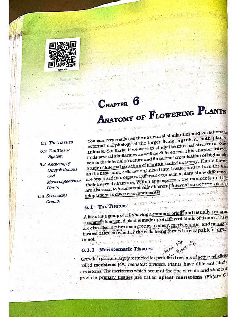 Anatomy of flowering plants ncert markin20230117214200952 | PDF