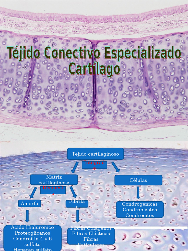 Cartilago y Hueso (2) 2 | PDF | Cartílago | Hueso