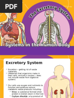 ? Excretion - Grade 11 Life Sciences | PDF