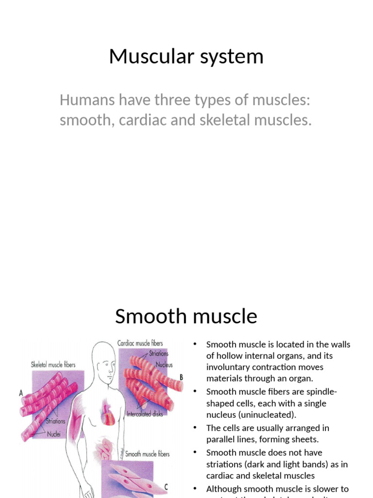 Overview of Human Muscular System | PDF | Human Leg | Skeletal Muscle