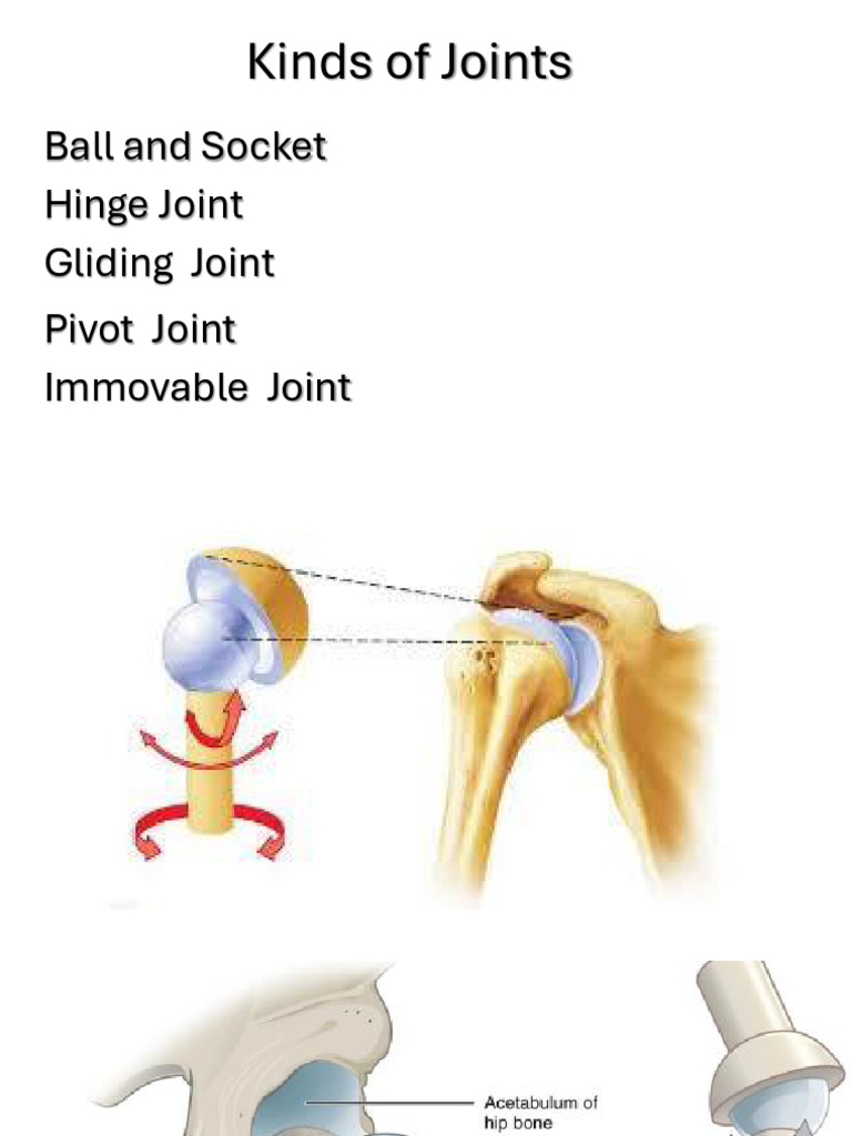 Joints | PDF