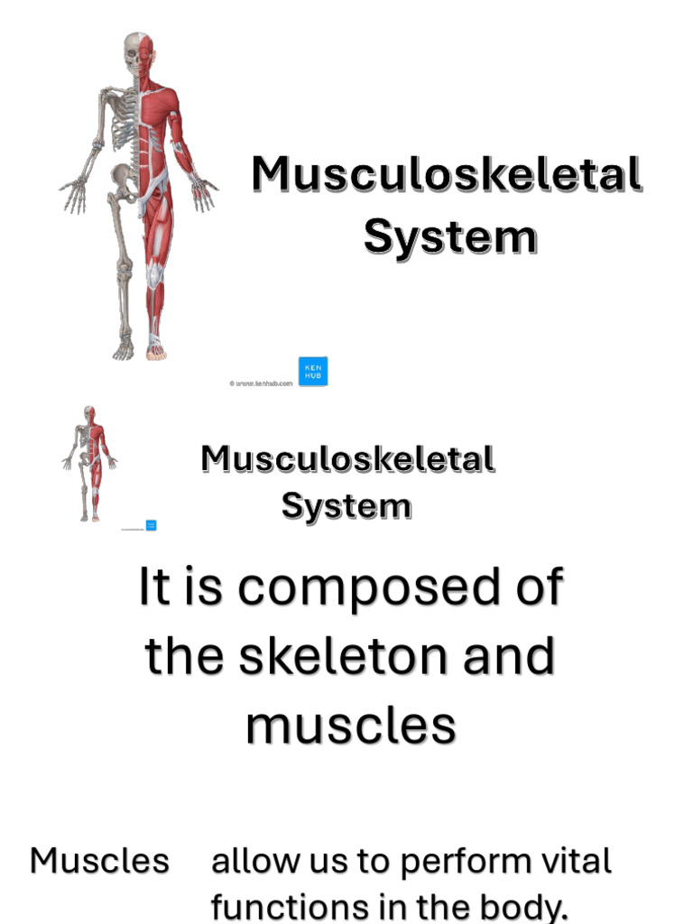 Musculoskeletal System | PDF