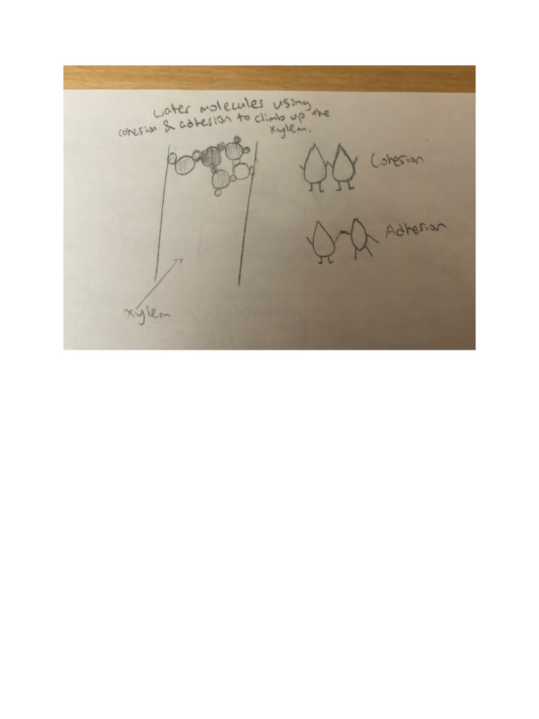 Capillary Action | PDF