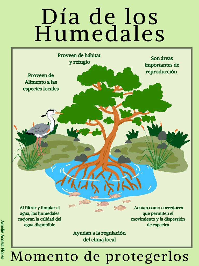 Infografía Humedales AAF | PDF