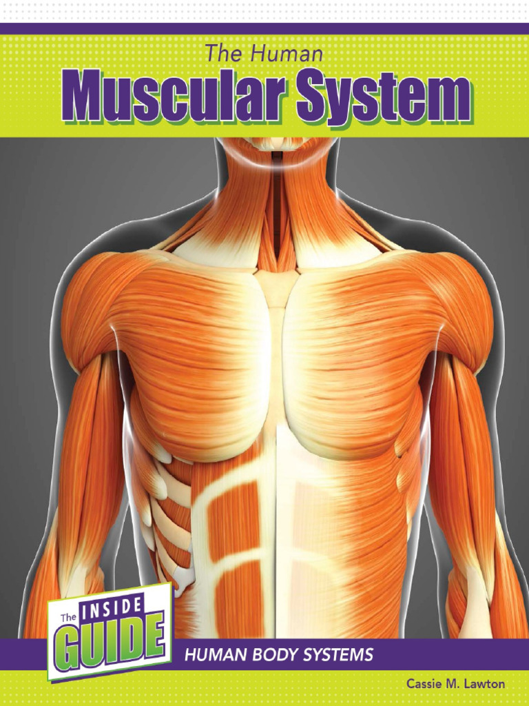 The Human Muscular System - Cassie M Lawton | PDF | Cardiac Muscle ...