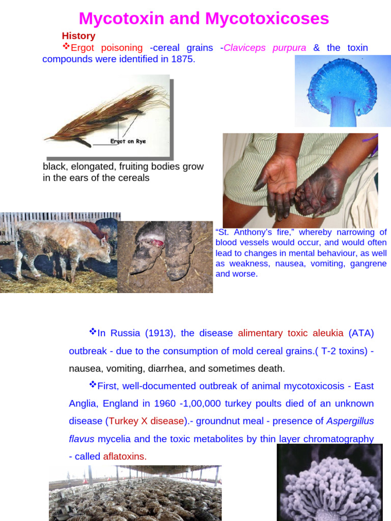 Mycotoxins and Mycotoxicosis-3 | PDF | Mycotoxin | Fungus
