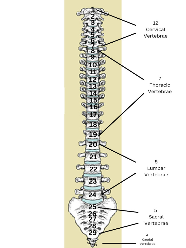 12 Cervical Vertebrae | PDF
