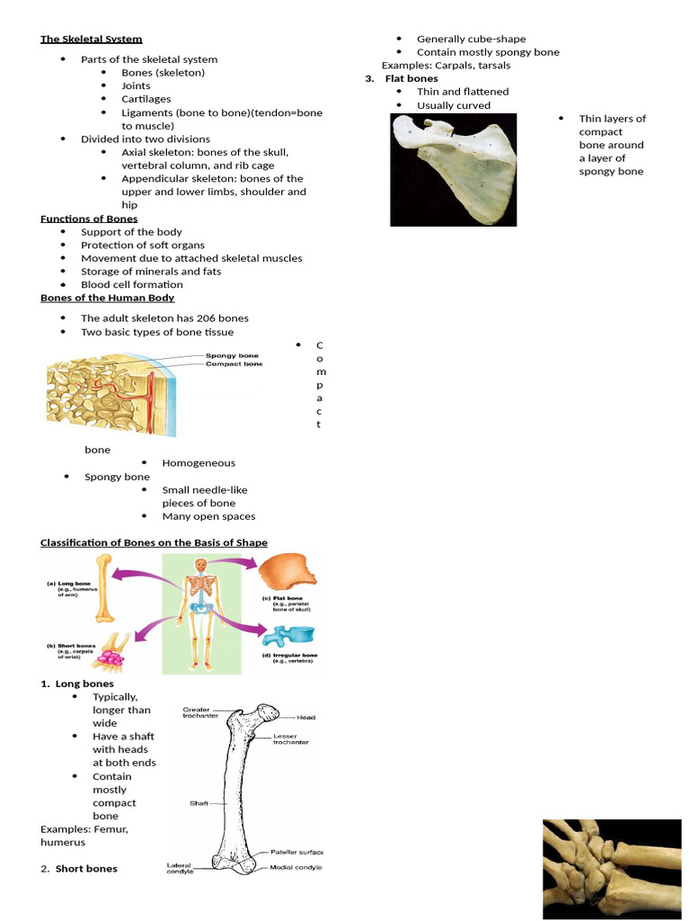 The Skeletal System | PDF | Bone | Skeleton