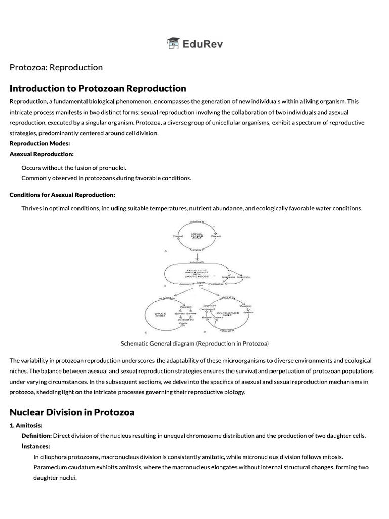Protozoa Reproduction | PDF