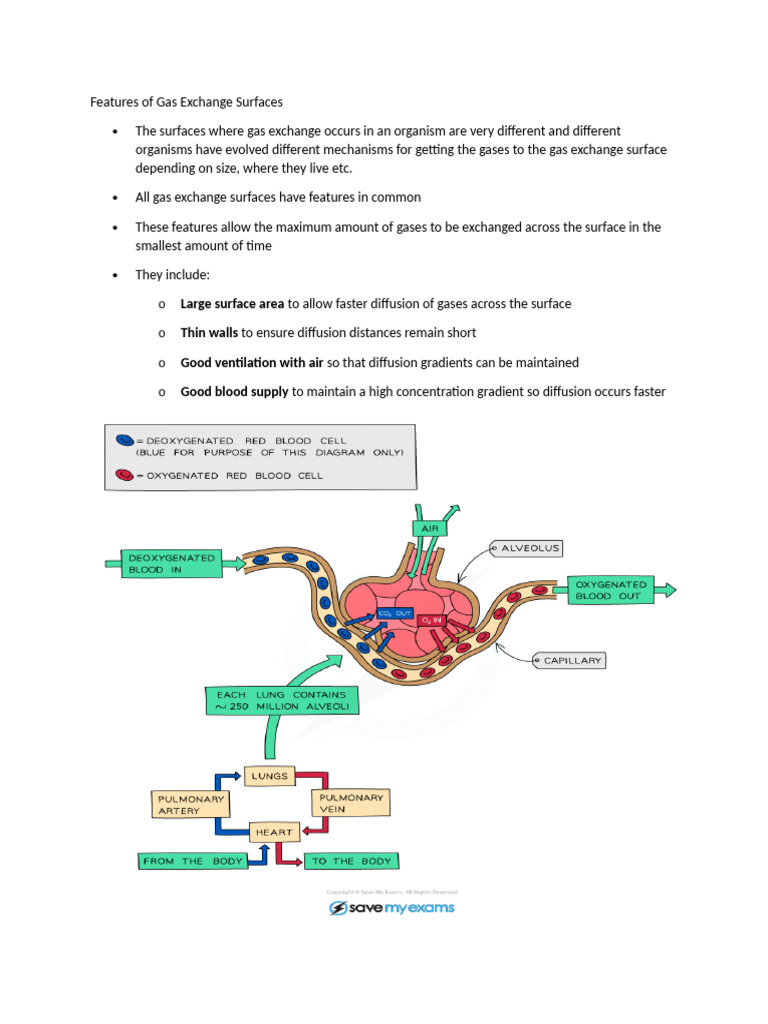 GAS EXHANGE AND RESPIRATION NOTES | PDF | Breathing | Cellular Respiration