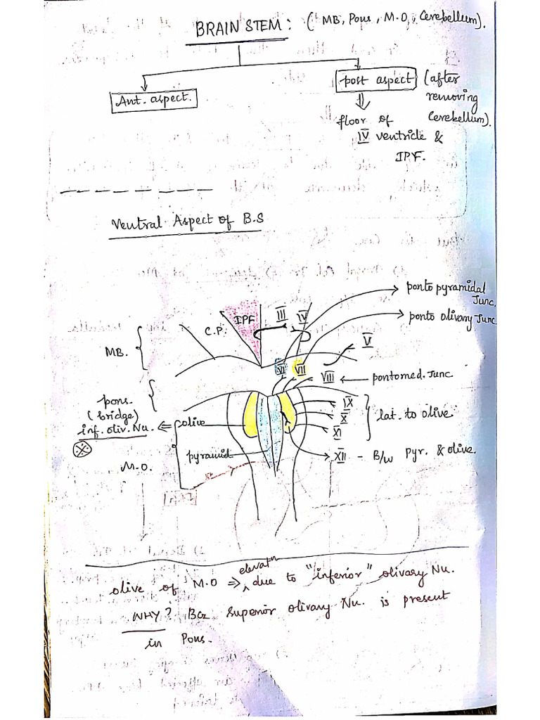 Brain Stem, IPF, 4th Ventricle | PDF