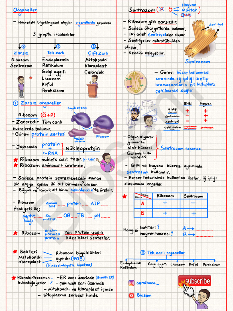 Organeller Biosem | PDF