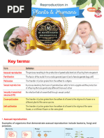 16 Reproduction Notes Igcse Biology | PDF | Menstrual Cycle | Birth Control