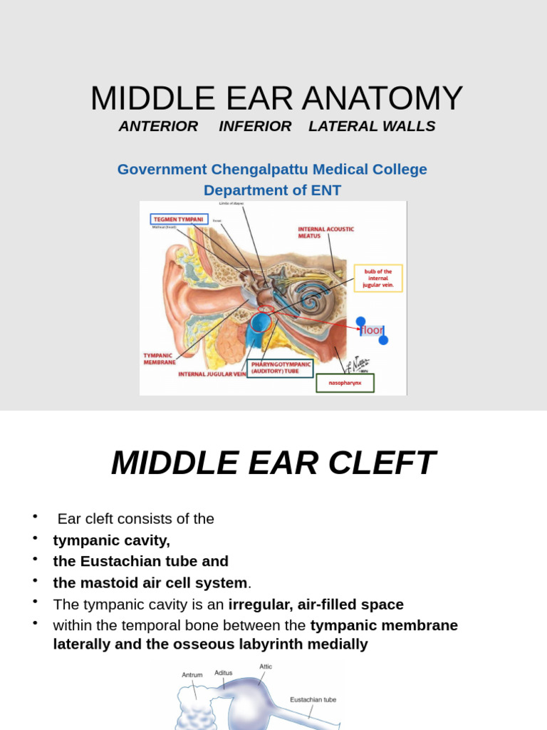 Middle Ear Anatomy Anterior Floor Lateral | PDF | Ear | Human Head And Neck
