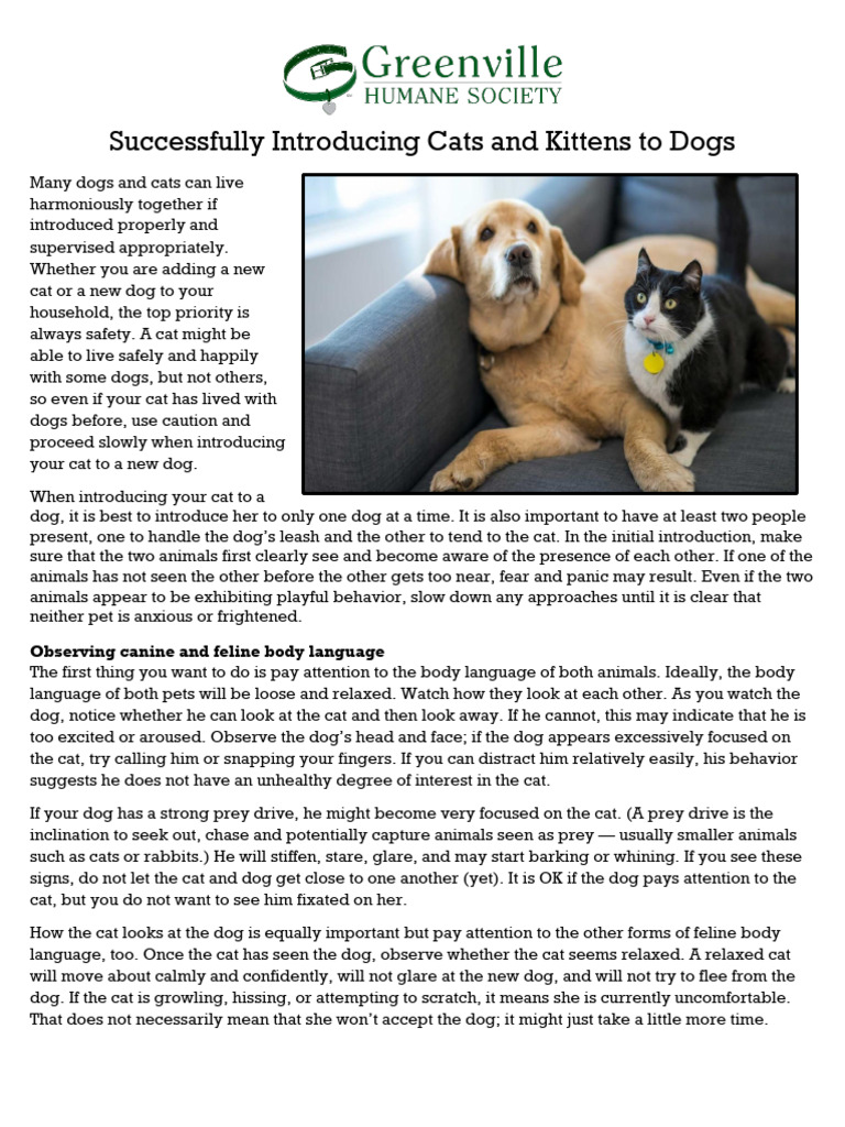 Cat-Dog Introduction Tips for Safety | PDF | Cats | Animals And Humans