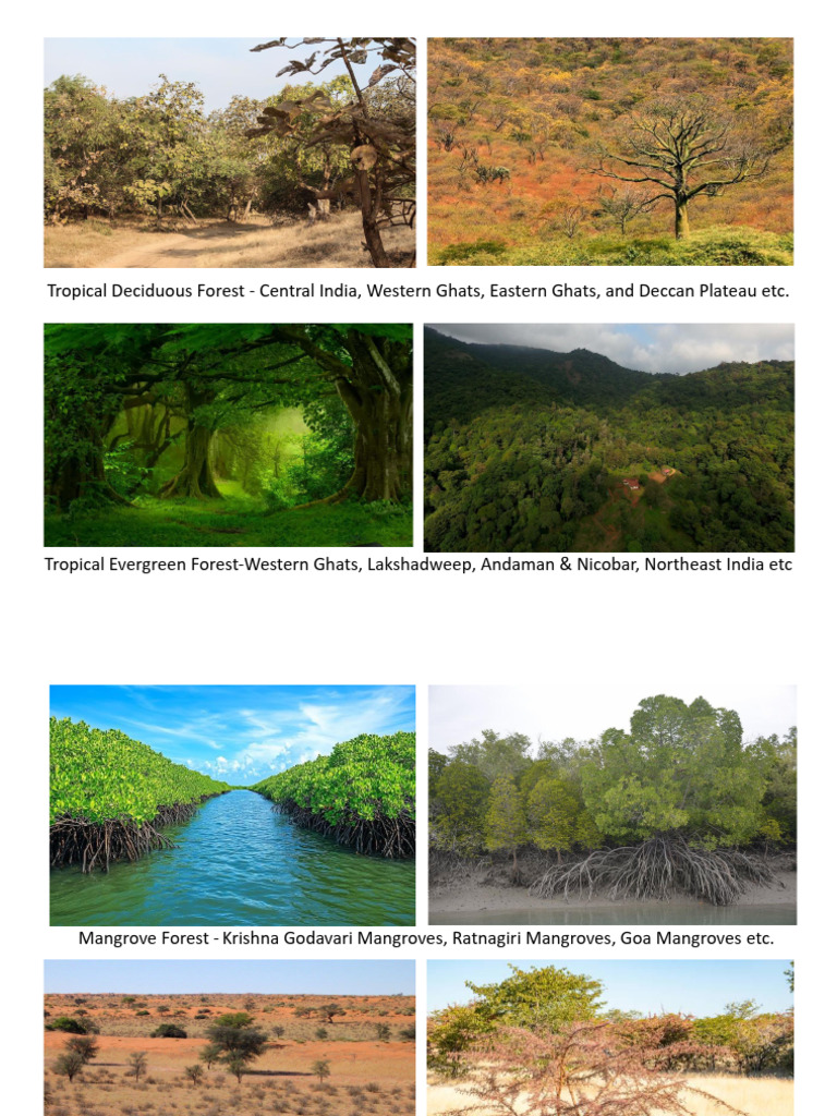 Types of Forests in India Explained | PDF