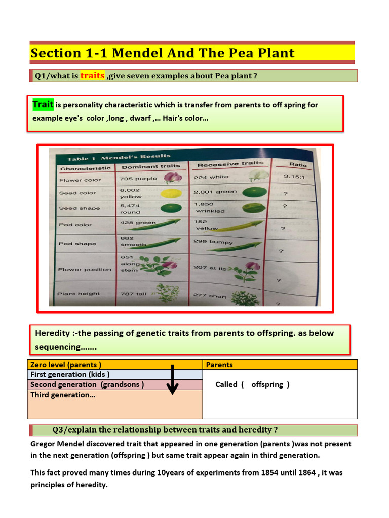 Mendel's Pea Plant Experiments | PDF | Dominance (Genetics) | Genotype