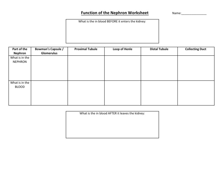 Nephron Function Worksheet | PDF