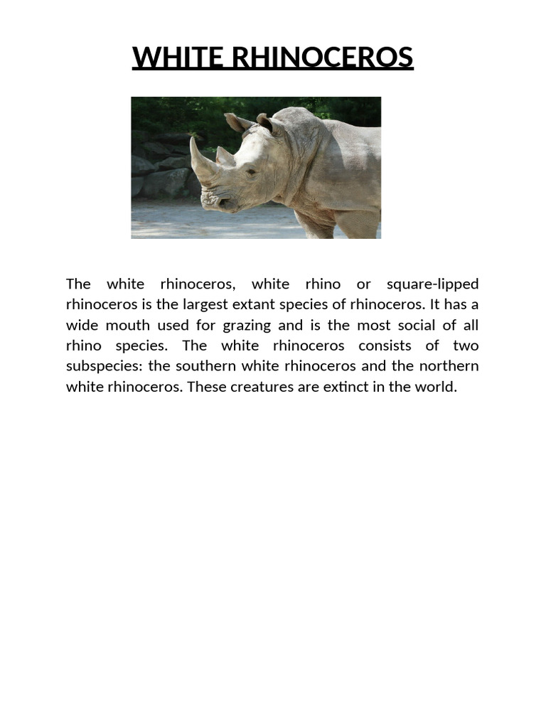 White Rhinoceros | PDF