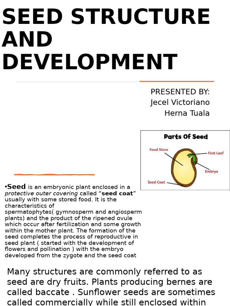 SEED STRUCTURE and DEVELOPMENT | PDF | Seed | Biology