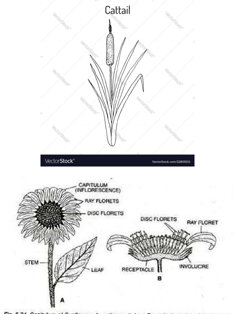 Cattail | PDF