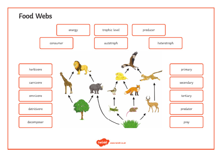 t3 SC 221 Food Webs Word Mat - Ver - 2 | PDF